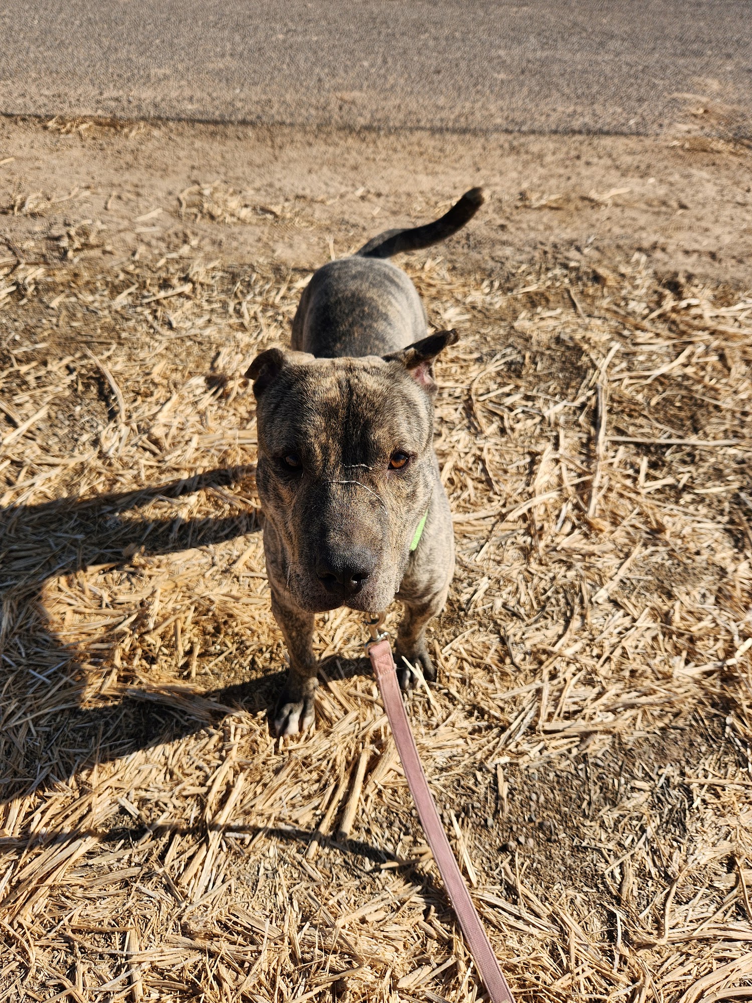 PINAL COUNTY ANIMAL CONTROL - Casa Grande AZ - Hours, Directions ...