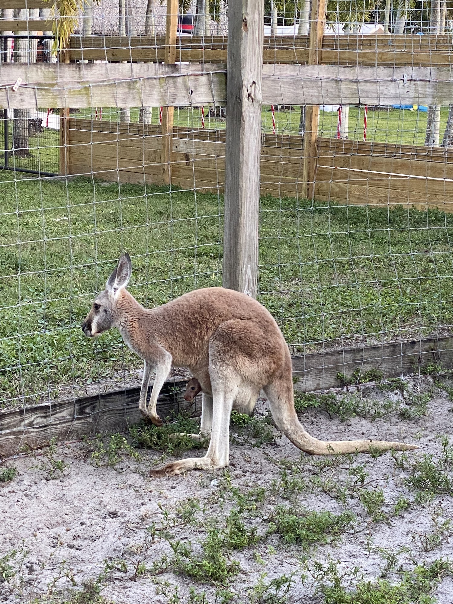 ANIMAL EDVENTURE PARK & SAFARI - Boynton Beach FL - Hours, Directions ...