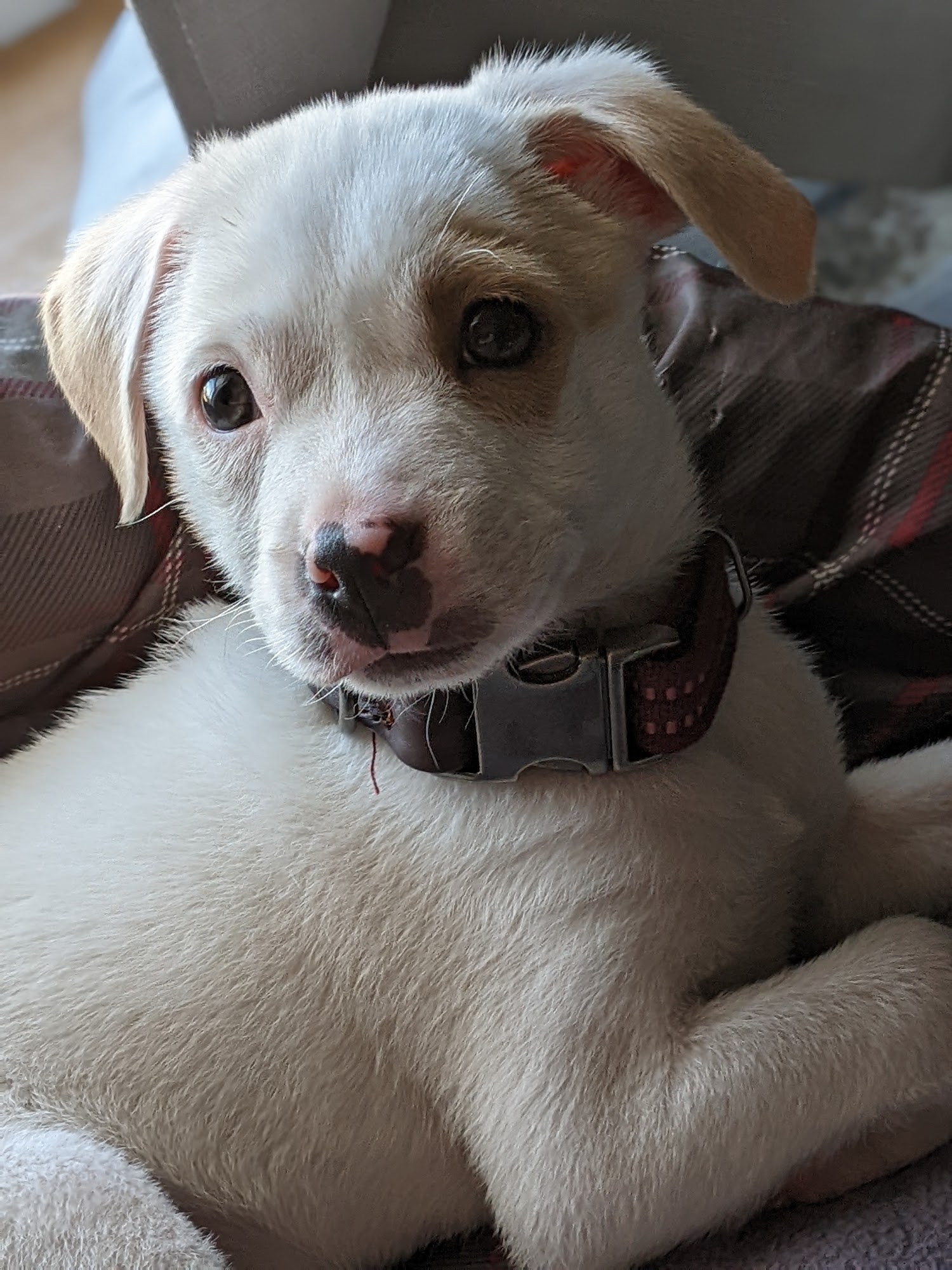 RVAR - RIVER VALLEY ANIMAL RESCUE - Momence IL - Hours, Directions ...