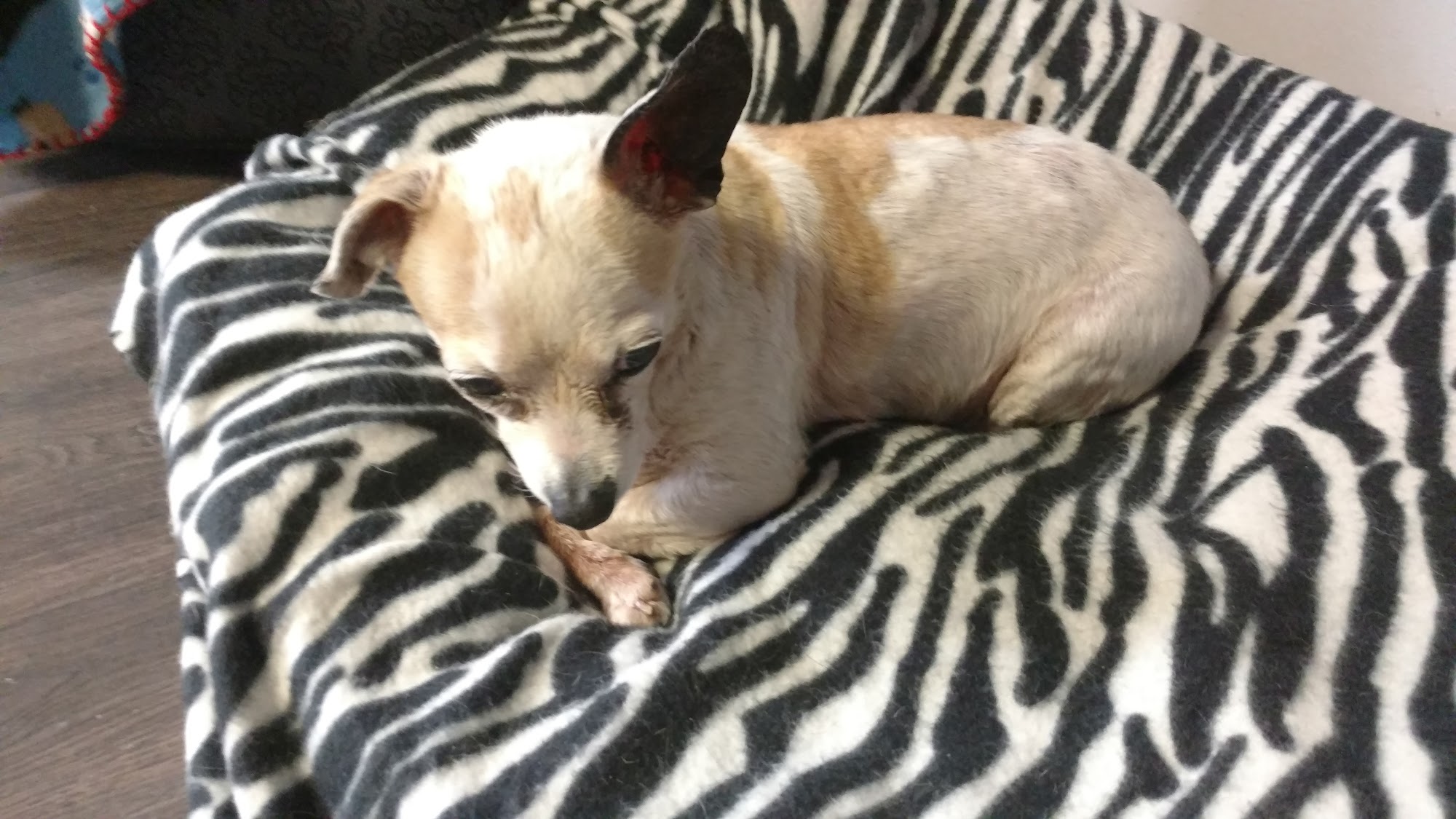 RVAR - RIVER VALLEY ANIMAL RESCUE - Momence IL - Hours, Directions ...