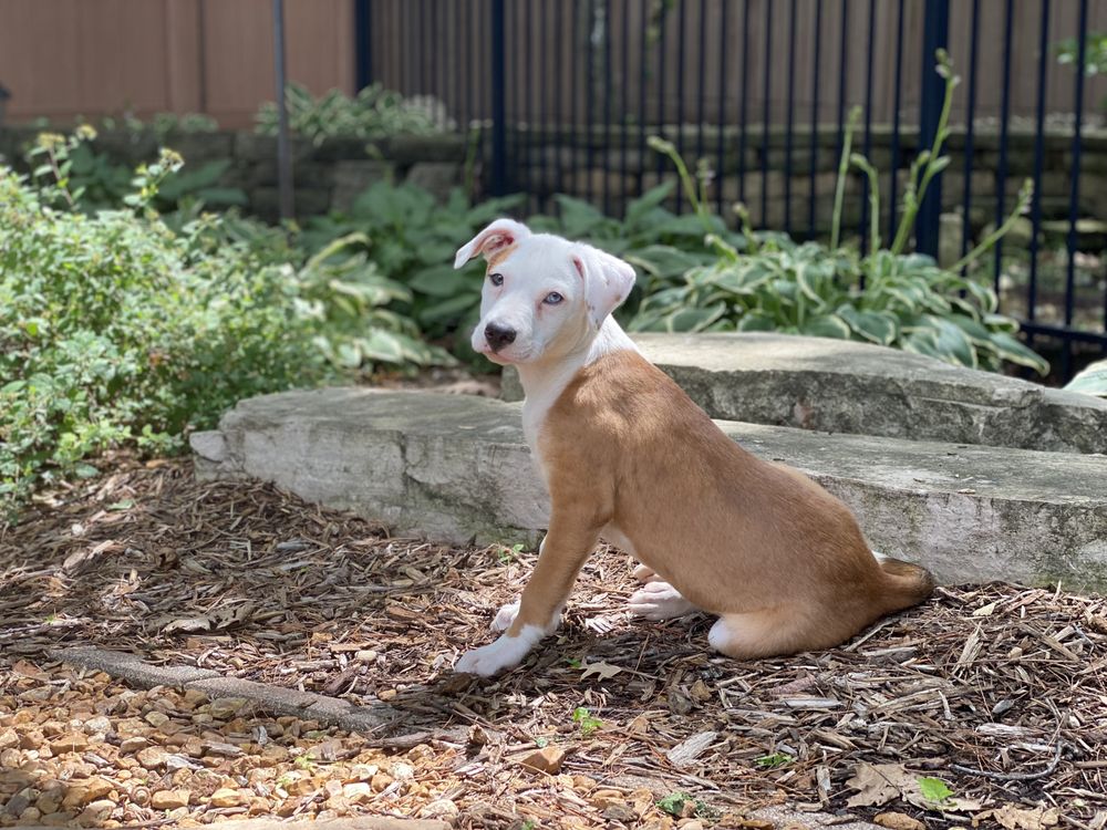 RVAR - RIVER VALLEY ANIMAL RESCUE - Momence IL - Hours, Directions ...