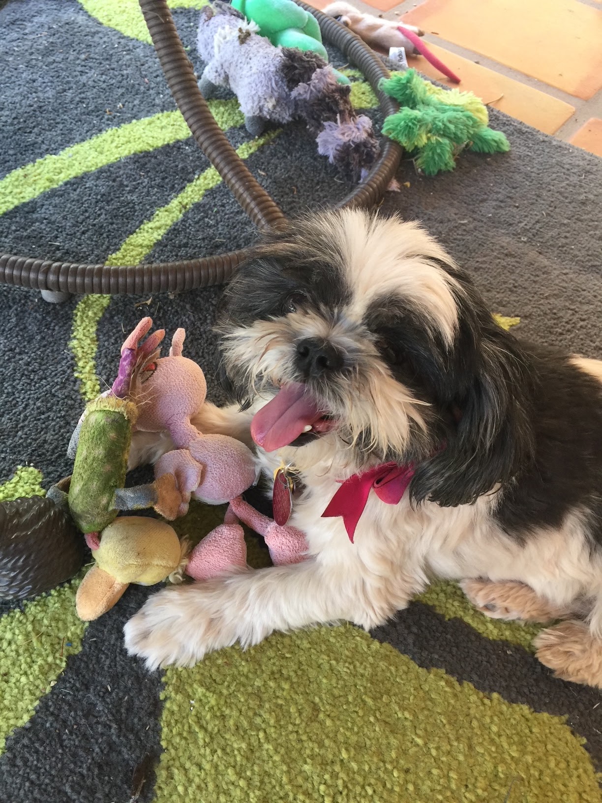 LASTING PAWS PET MEMORIAL SERVICES - Albuquerque NM - Hours, Directions ...