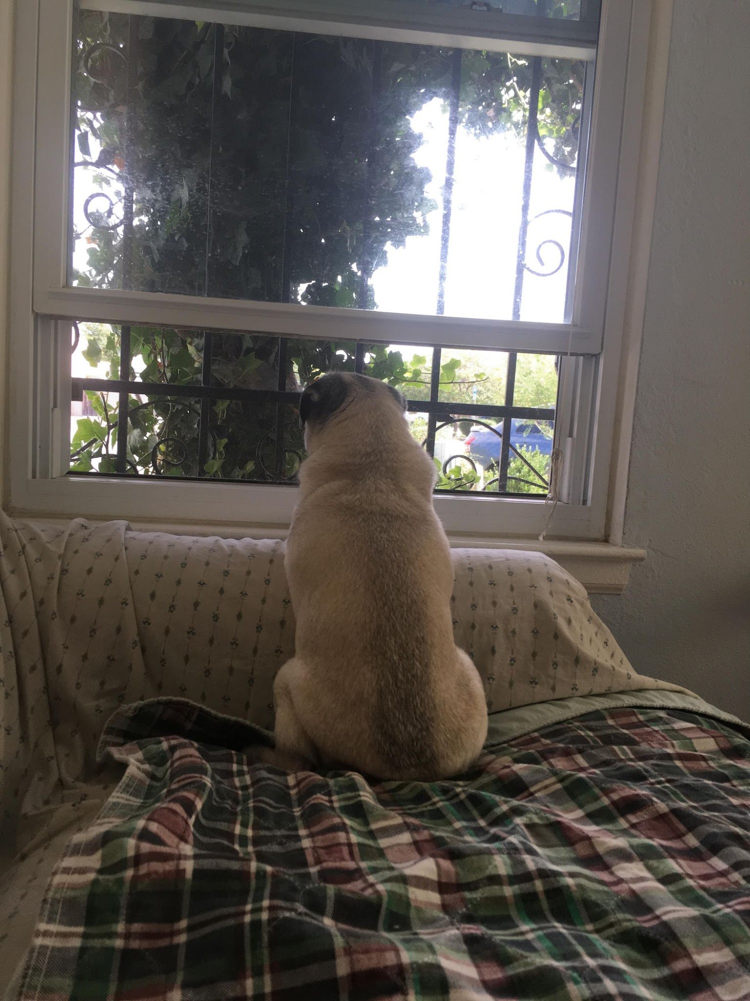 LASTING PAWS PET MEMORIAL SERVICES - Albuquerque NM - Hours, Directions ...