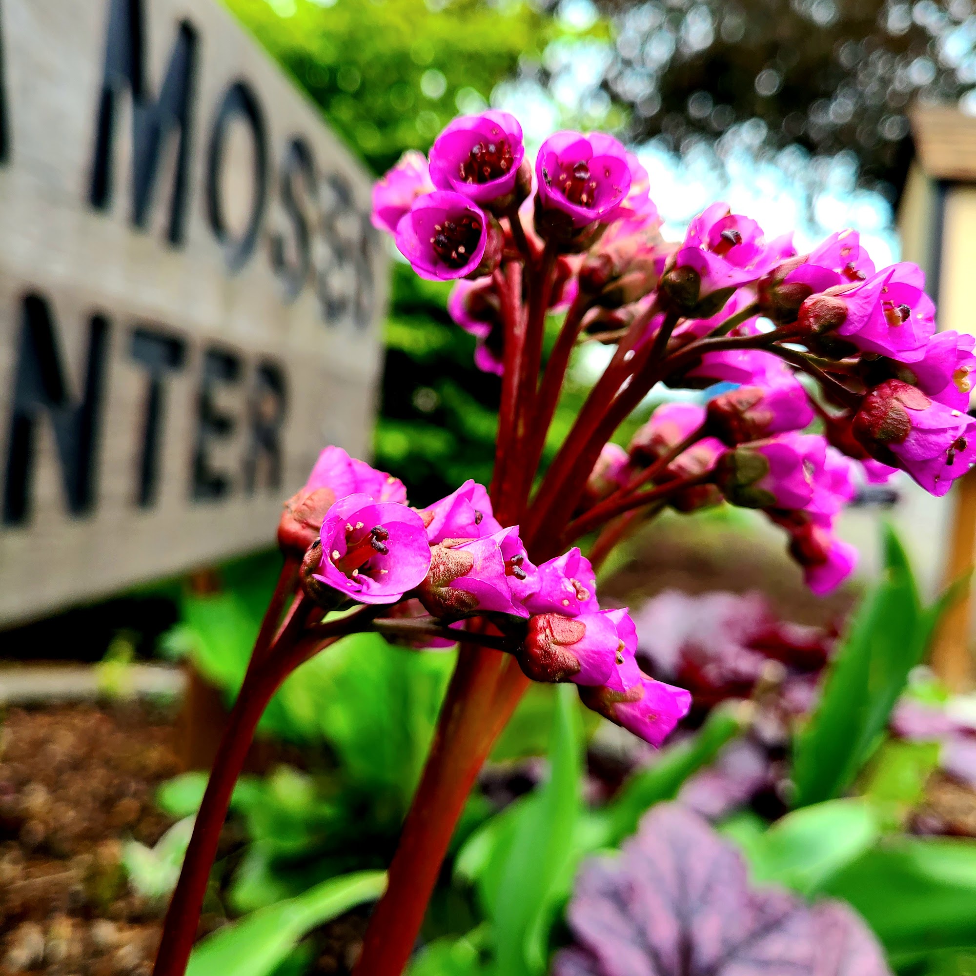 VINA MOSES CENTER - Corvallis OR - Hours, Directions, Reviews - Loc8NearMe