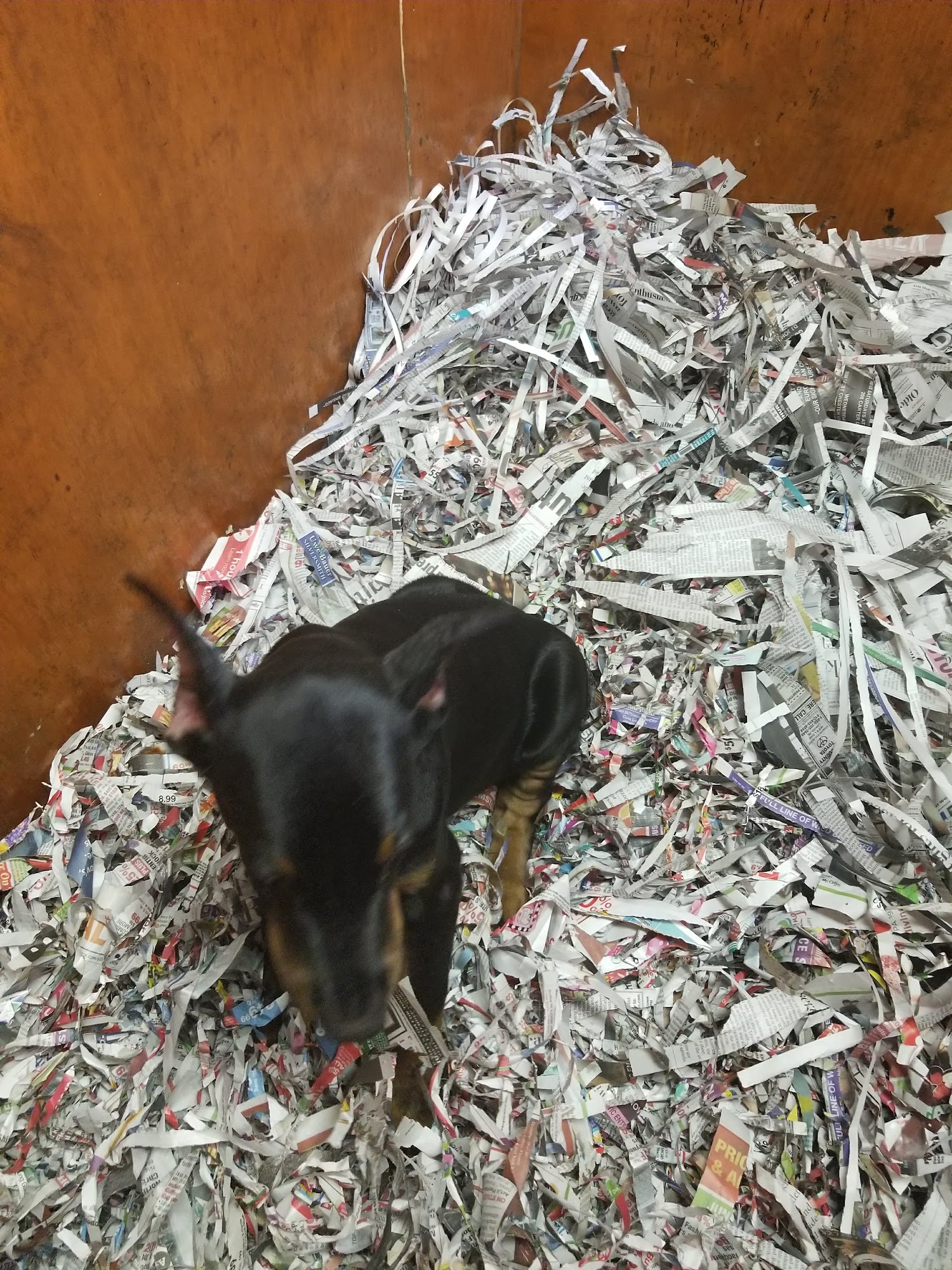 KIMBERTAL KENNELS - Phoenixville PA - Hours, Directions, Reviews ...