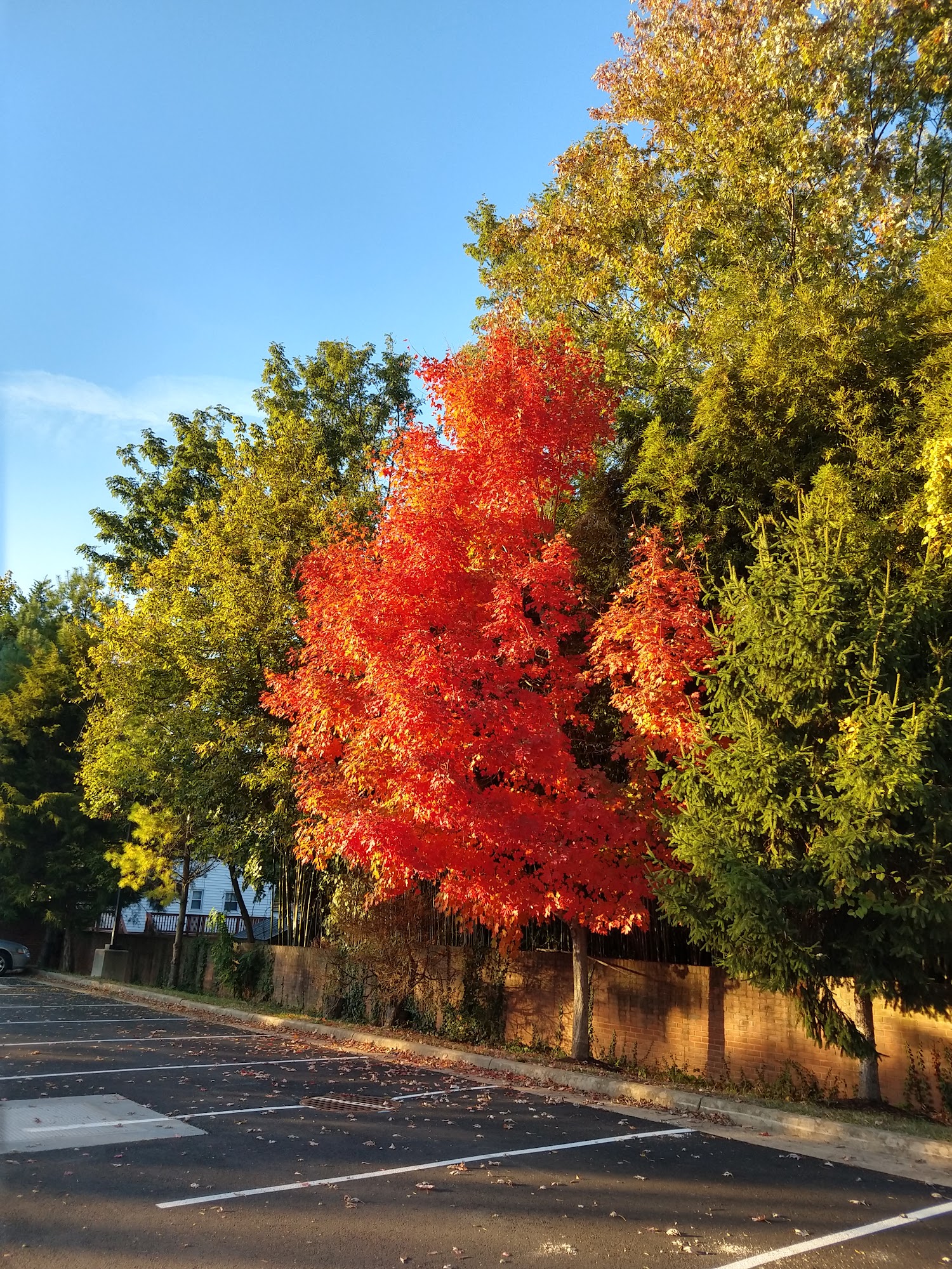 JAMES LEE COMMUNITY CENTER - Falls Church VA - Hours, Directions ...