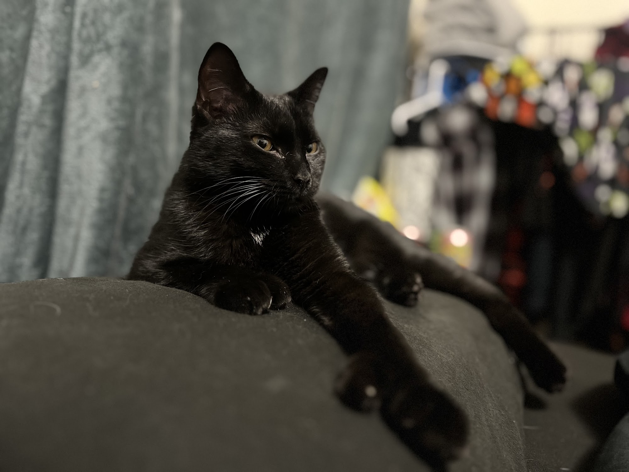 RUTLAND COUNTY HUMANE SOCIETY - Pittsford VT - Hours, Directions ...