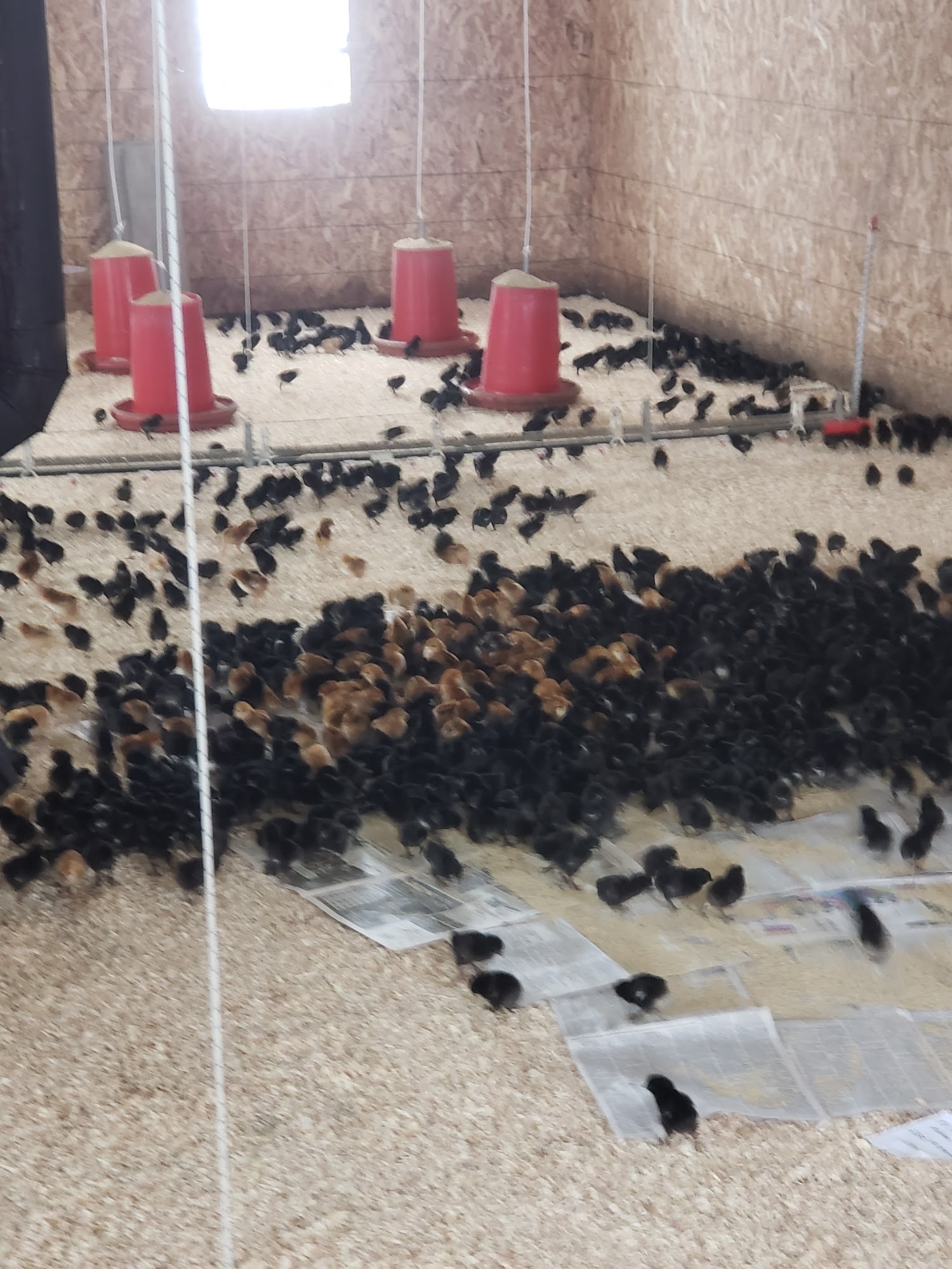 SUNNYSIDE HATCHERY - Beaver Dam WI - Hours, Directions, Reviews ...