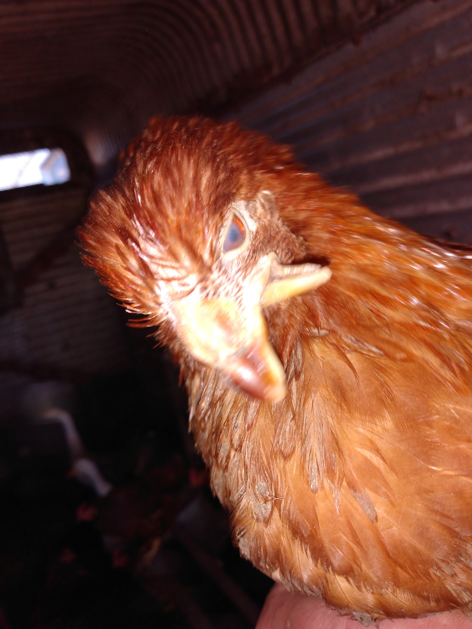 SUNNYSIDE HATCHERY - Beaver Dam WI - Hours, Directions, Reviews ...